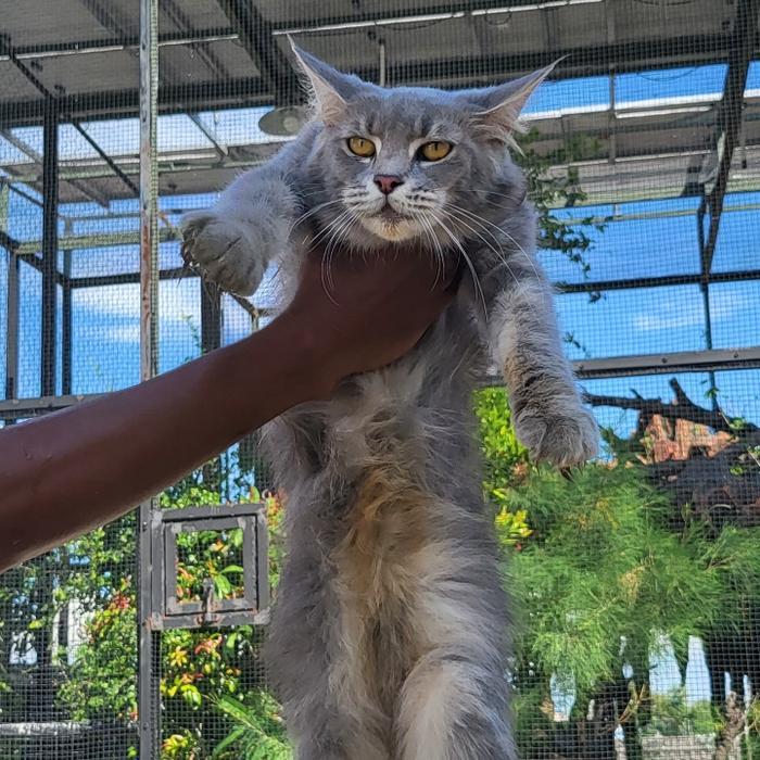 Jual kucing maine coon ras | Shopee Indonesia