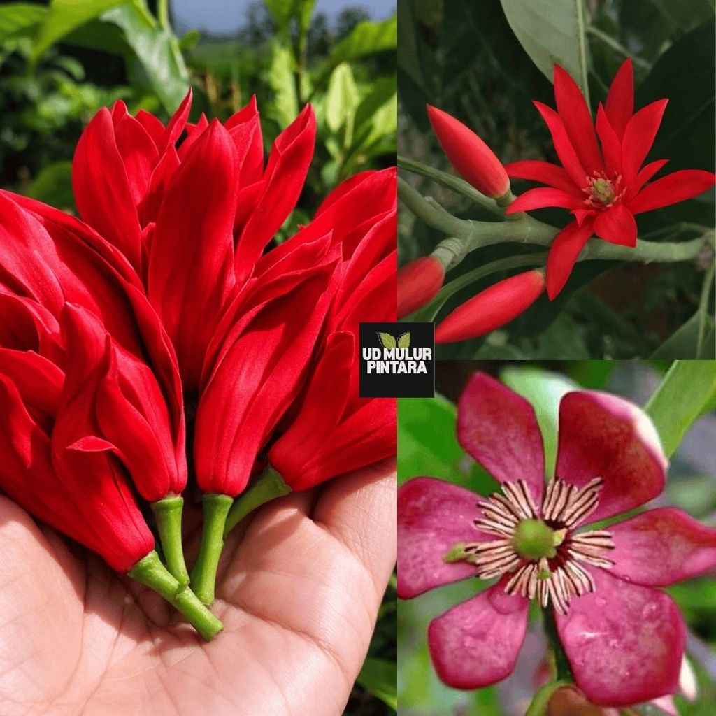 Jual Bunga Cempaka Merah Terlengkap & Harga Terbaru Juni 2026 | Shopee ...