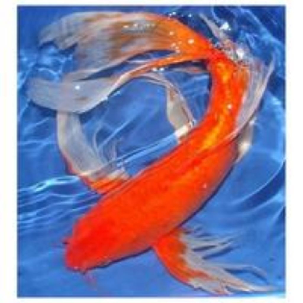 Jual Ikan Koi Slayer Terlengkap & Harga Terbaru Mei 2026 | Shopee Indonesia