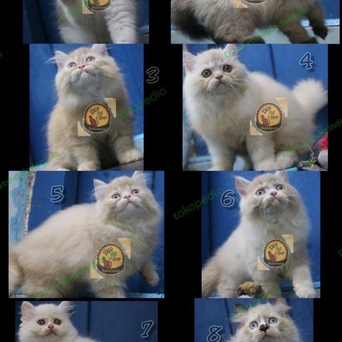 Jual Kucing Anggora Persia Himalaya Ragdoll Munchkin Peaknose | Shopee ...