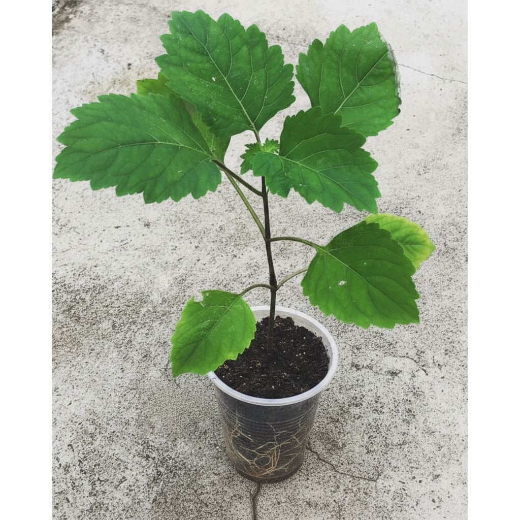 Jual Bibit Nilam Unggul di Cup – Akar Sudah Mapan & Siap Tanam(beli 10 ...