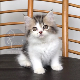 Jual Kucing BSH Terlengkap & Harga Terbaru Januari 2026 | Shopee Indonesia