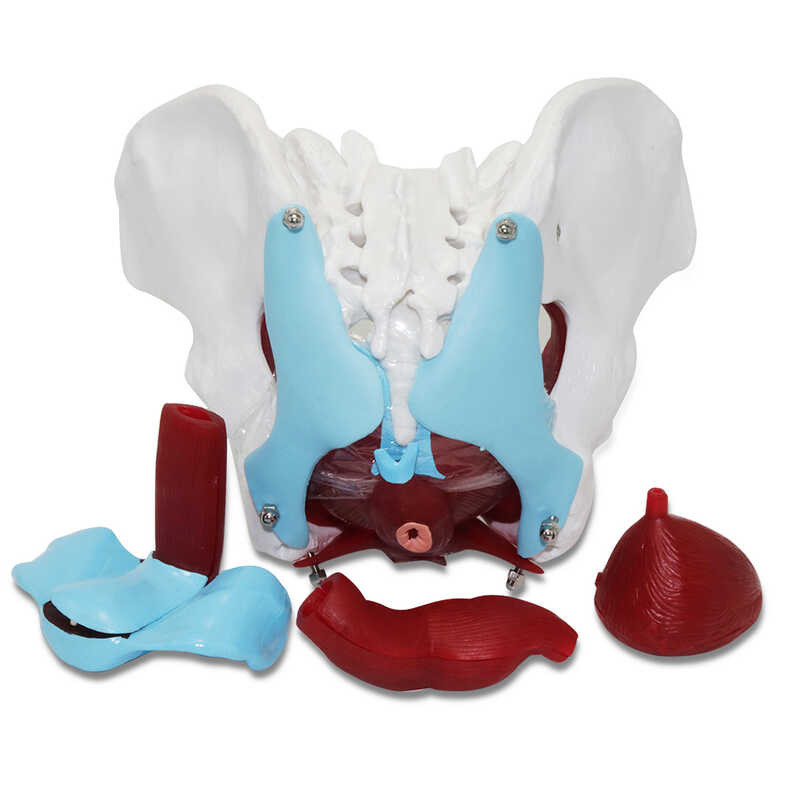 Jual ￥ 1 Pcs Female Uterus Human Peic Floor Muscle Model Anatomy ...