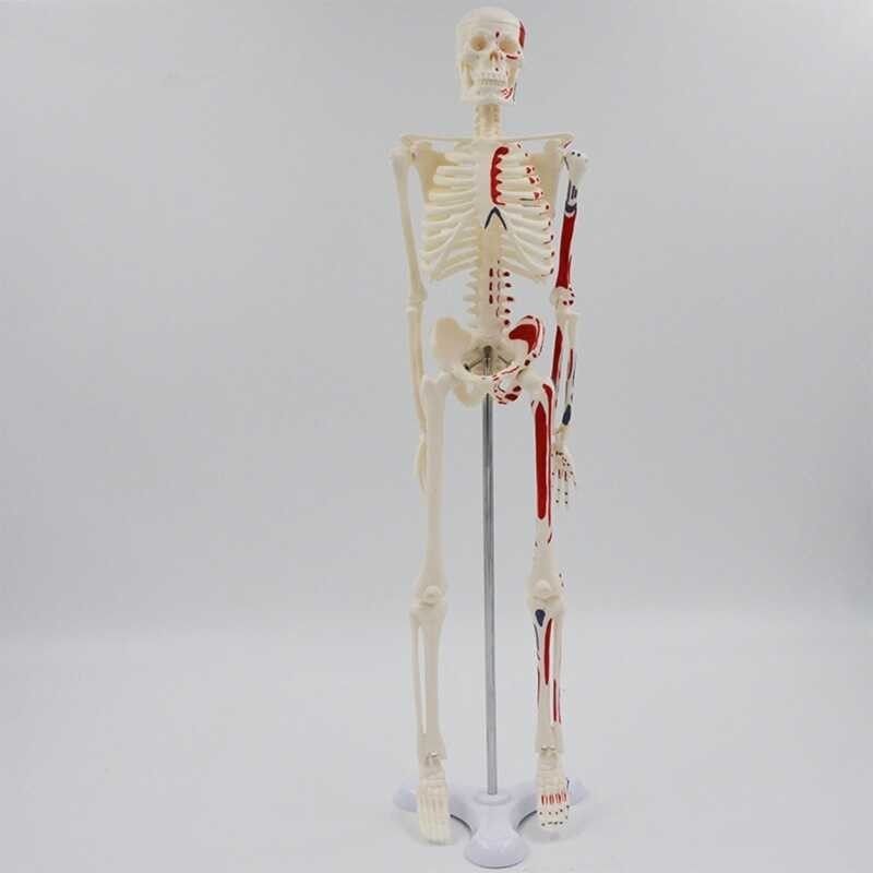 Jual ￥ Manukin Mannequin Manusia Skeleton Anatomis Full Bone Teaching ...