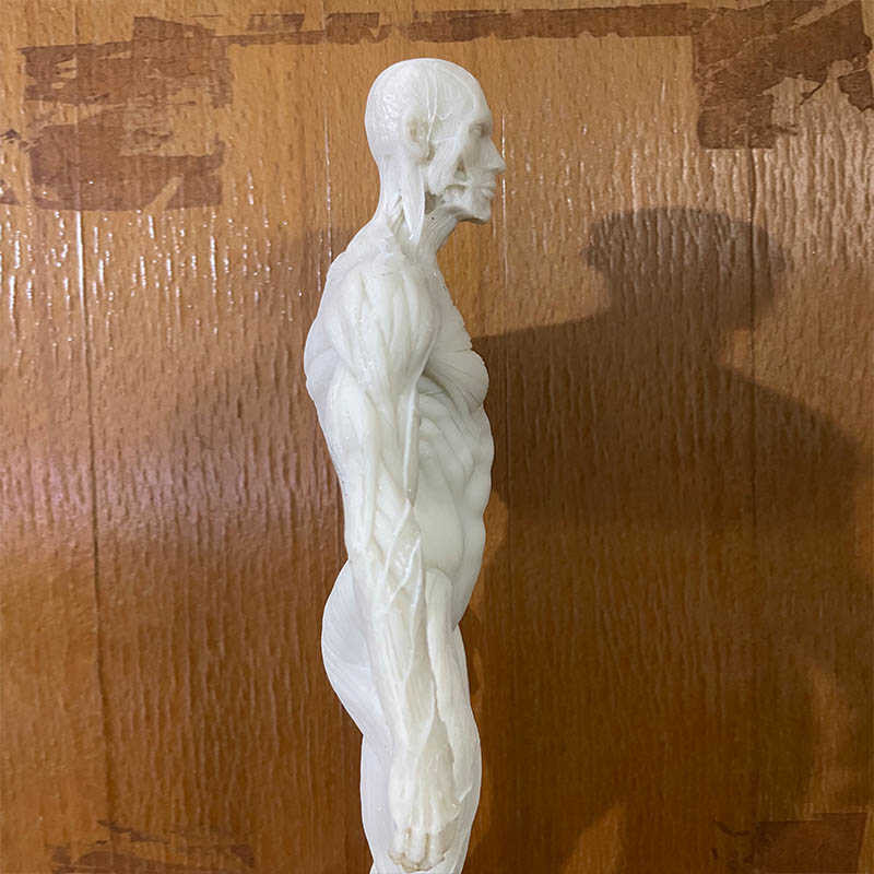 Jual ￥ 30 Cm Resin White Full Muscle Male Skeleton Anatomy Human Model ...