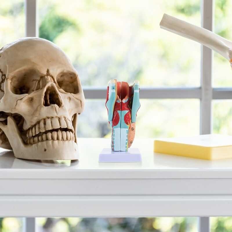 Jual ￥ Model Torso Leleh Manusia 3D Anatomi Larynx Eksposisi Studen ...