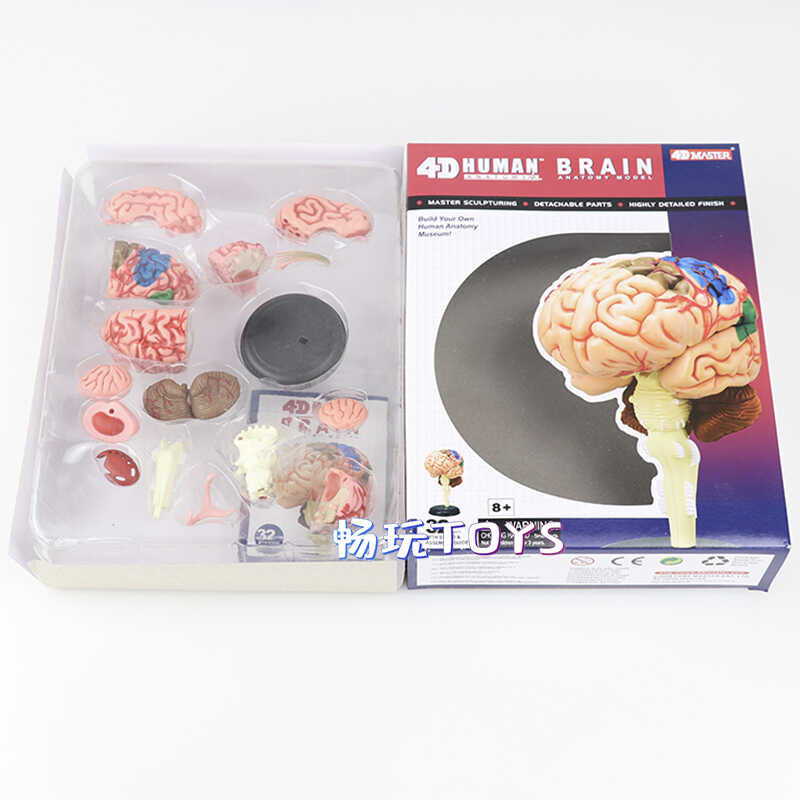Jual ￥ MINI BRAIN 32 PART 4D MASTER HUMAN ANATOMIC MODEL DIY TOOL ...