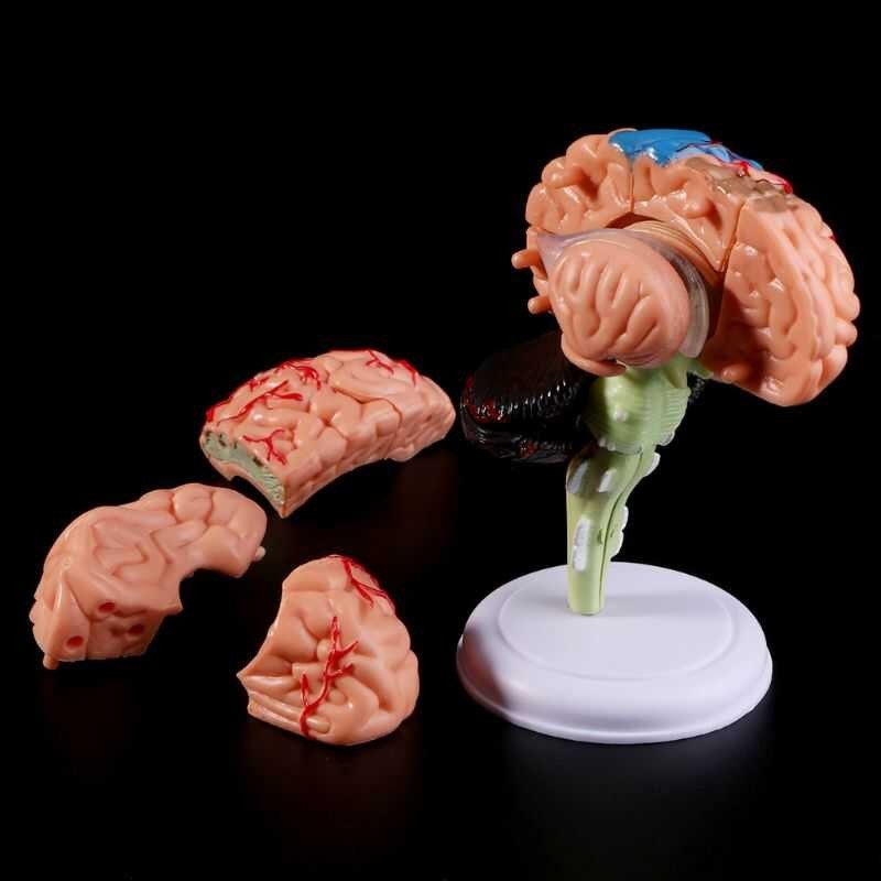 Jual ￥ 4D Disassembled Anatomical Human-Brain Model Anatomy Teaching ...