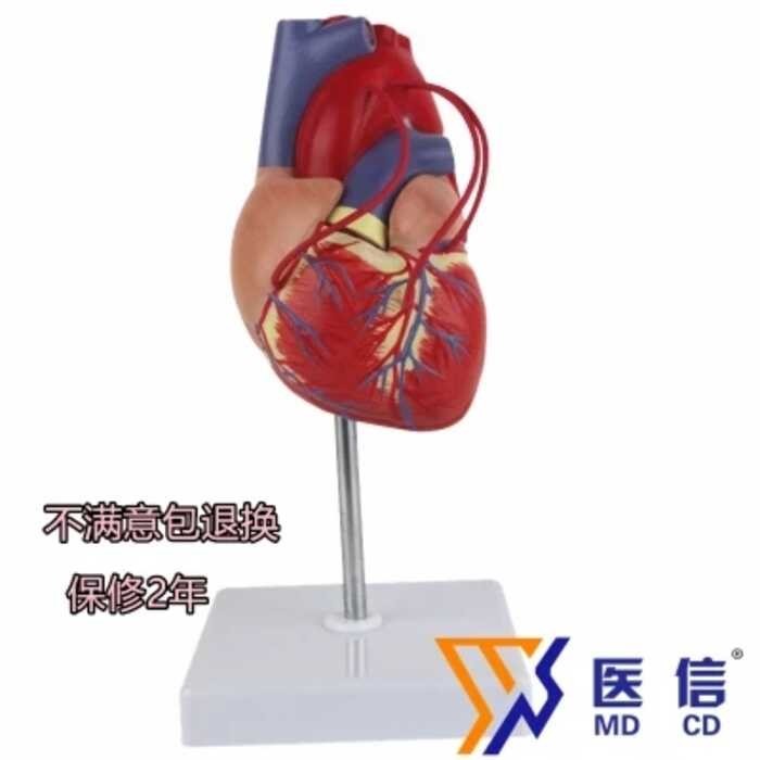 Jual ￥ Operasi Bypass Koronari Demo Model Anatomi Jantung | Shopee ...