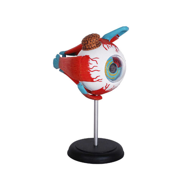 Jual ￥ 4D Human Anatomy Standard Eyeball Anatomical Eye Model ...