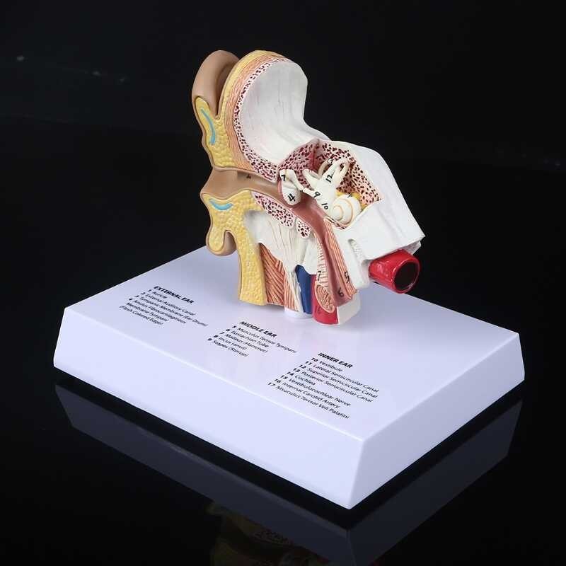 Jual ￥ 1.5 Times Life Size Human Ear Model Scientific Anatomy Teaching ...
