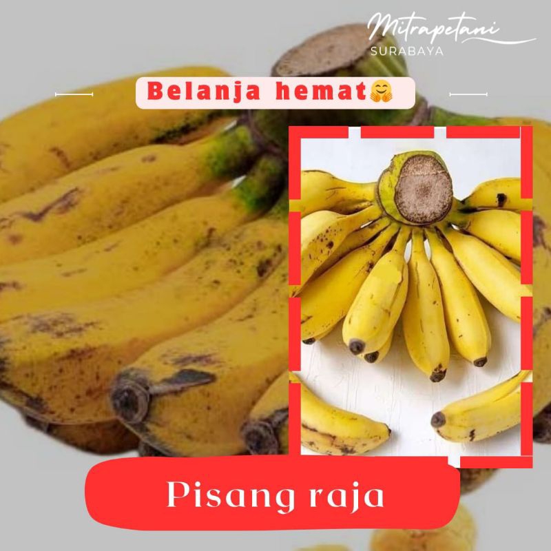 Jual Pisang raja/pisang raja 1 sisir/pisang raja segar | Shopee Indonesia