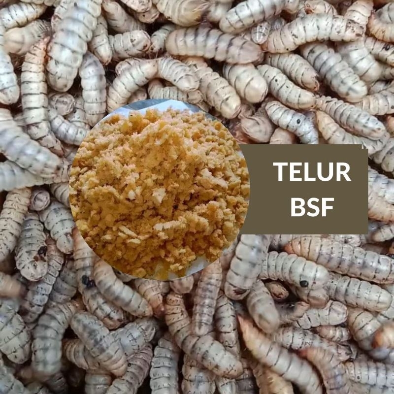 Jual Maggot BSF Telur Maggot Super 1 gram | Shopee Indonesia