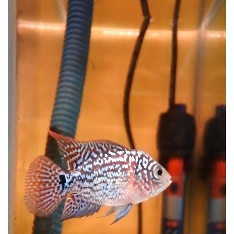 Jual super red kamfa F2 VIP import -+4cm | Shopee Indonesia