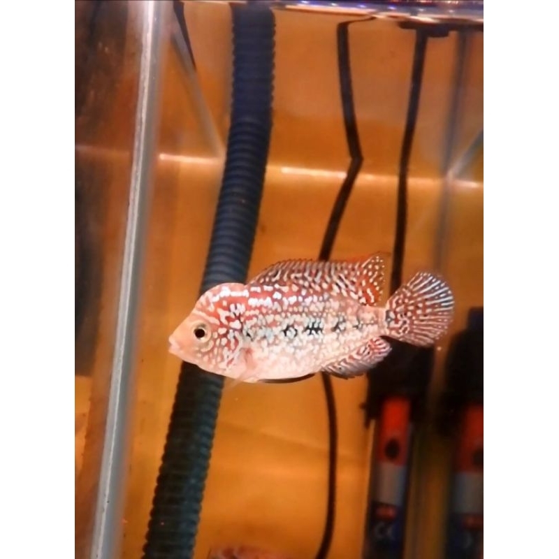 Jual super red kamfa F2 vip import -+4,5cm | Shopee Indonesia