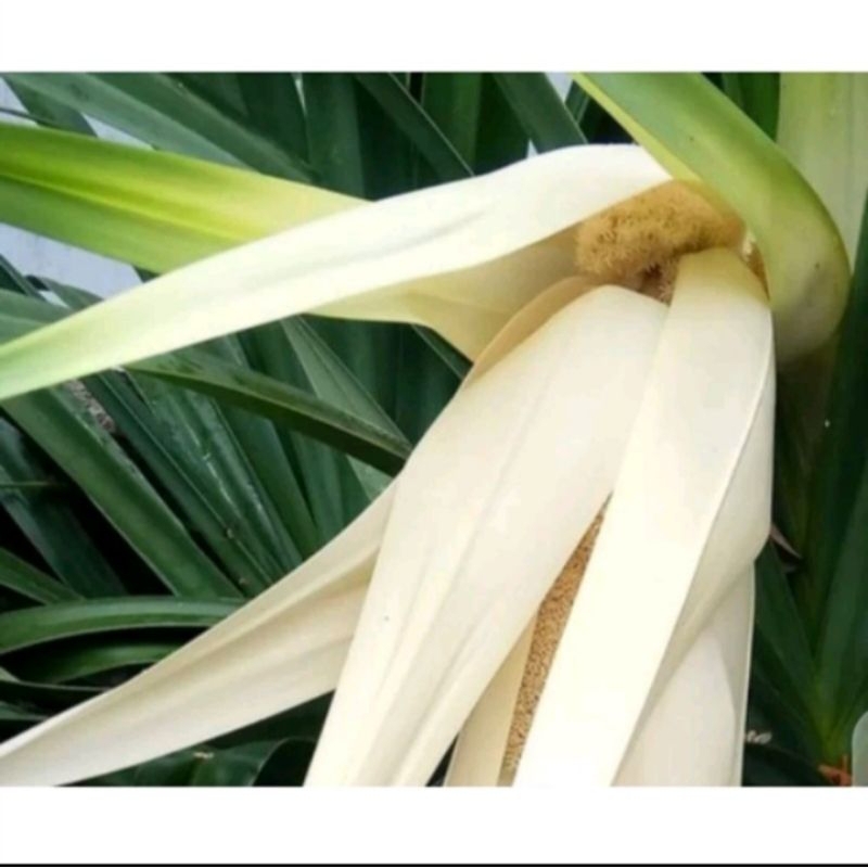 Jual bunga pandan duri/pantai/hutan bonus bunga teratai | Shopee Indonesia
