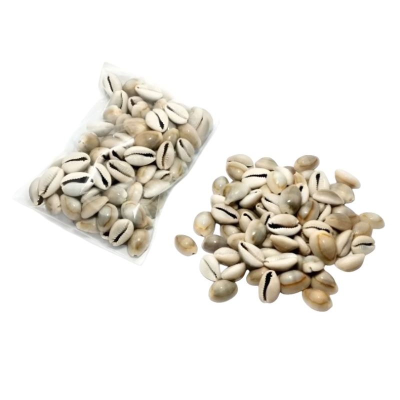 Jual Biji Kerang Asli / Biji Kuwuk Asli Untuk Bekel Atau Congklak Isi ...