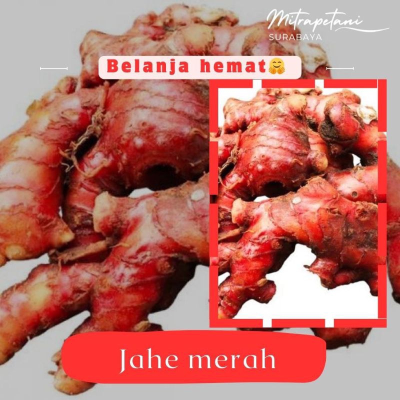 Jual Jahe merah 500 gram, jahe merah, jahe merah rempah2 | Shopee Indonesia