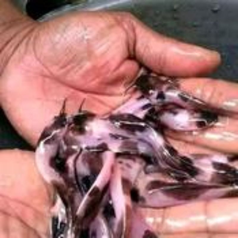 Jual bibit ikan lele albino putih totol hitam / ikan hias lele albino ...