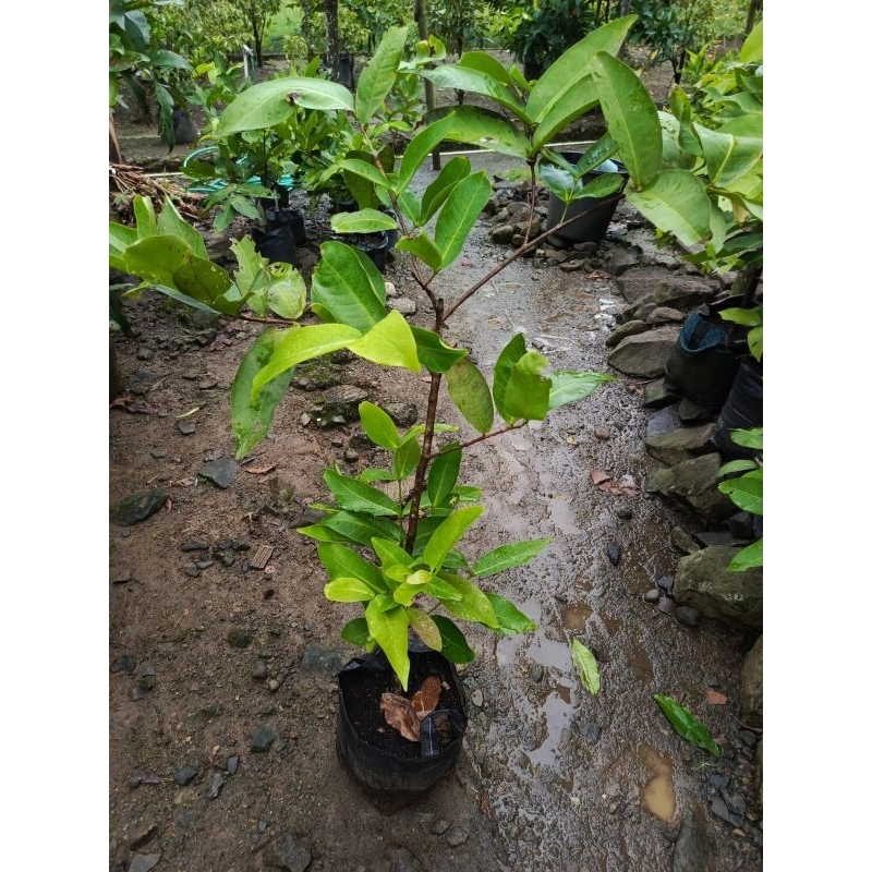 Jual BIBIT JAMBU AIR MANASIKANA HASIL CANGKOK | Shopee Indonesia