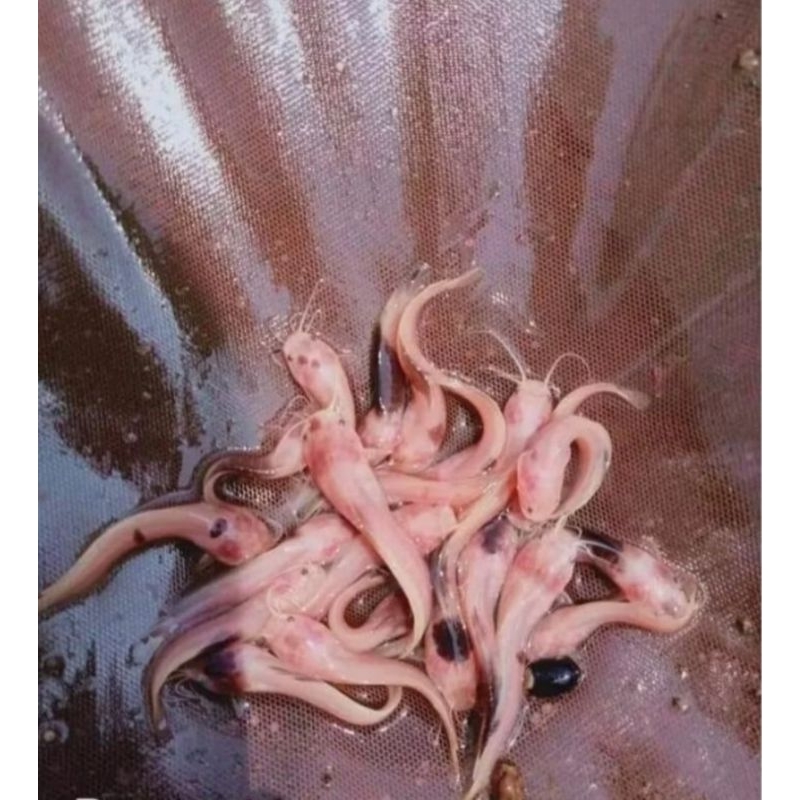 Jual ikan lele albino totol hitam / ikan lele putih albino / bibit lele ...