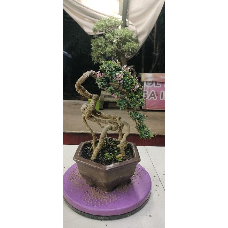 Jual Bonsai sakura micro | Shopee Indonesia
