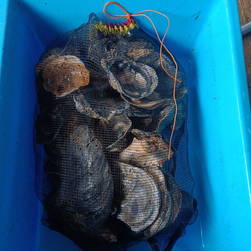 Jual Oyster 3 kg media filter plus waring | Shopee Indonesia