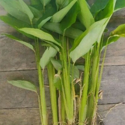 Jual Bibit Umbi Garut ( isi 20 batang) | Shopee Indonesia