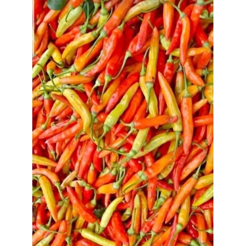 Jual Cabe Caplak cabe Setan 100 gram | Shopee Indonesia