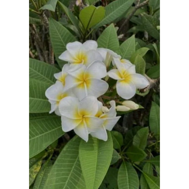 Jual POHON KAMBOJA PUTIH SUDAH BERAKAR SIAP TANAM | Shopee Indonesia