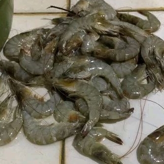 Jual udang besar 500g | Shopee Indonesia