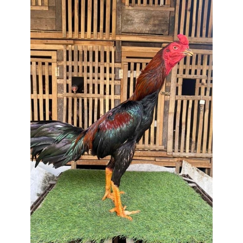 Jual Ayam Pakhoy line MANEDAENG / PITBUL / BLACKBULL Prospekan siapan ...