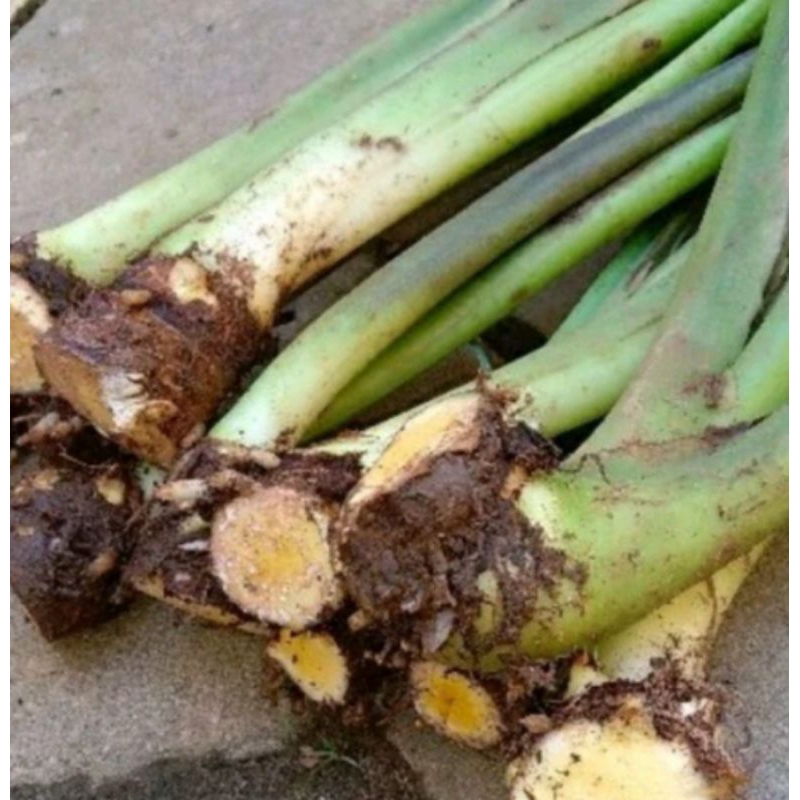 Jual Bibit Talas Beneng/ Talas Kuning ( Minimal Order 10 batang ...