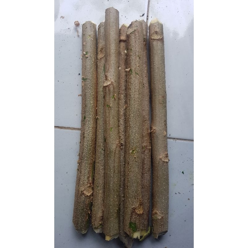 Jual Stek Bibit kelor 3 batang | Shopee Indonesia