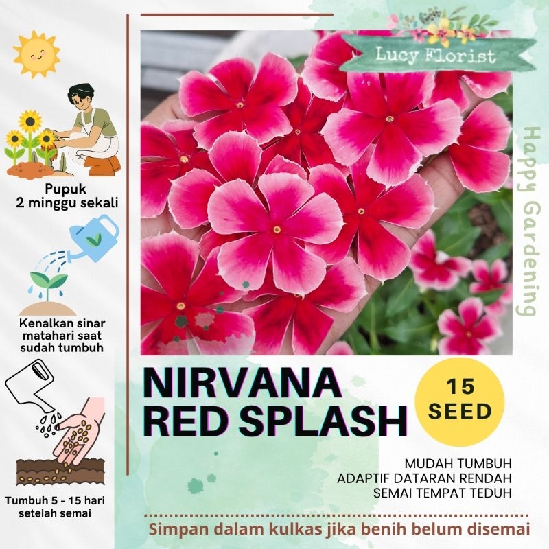 Jual Vinca NIRVANA RED SPLASH isi 15 benih / benih bunga vinca | Shopee ...