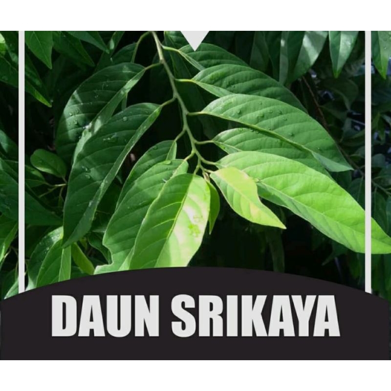 Jual 100 LEMBAR DAUN SRIKAYA SEGAR | Shopee Indonesia