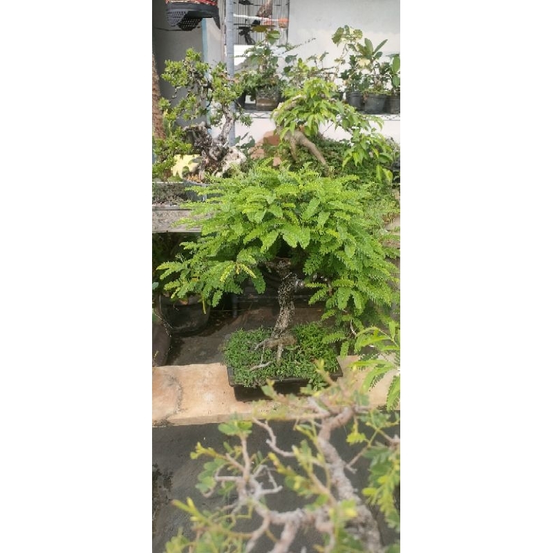 Jual Bonsai Asem Jawa | Shopee Indonesia