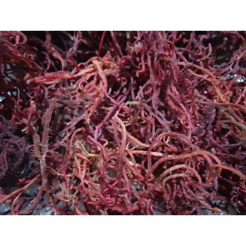 Jual rumput laut merah kering 1kg barang super kualitas bagus | Shopee ...