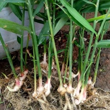 Jual Bibit Jahe Emprit/ Merah | Shopee Indonesia