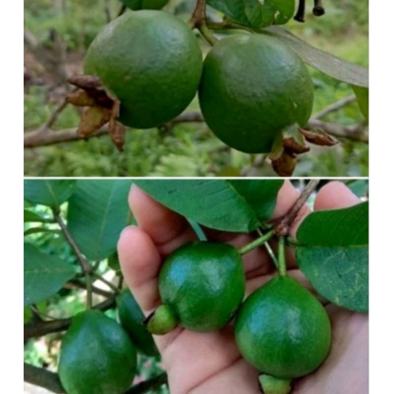 Jual Buah jambu muda/pentil buah jambu | Shopee Indonesia