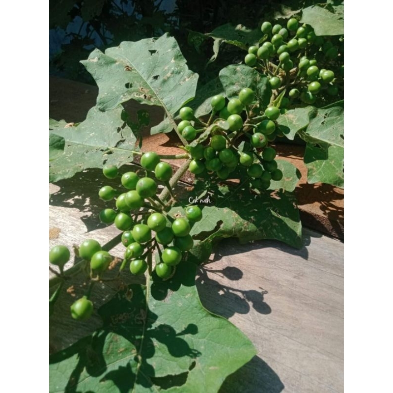 Jual Rimbang 100 gram | Shopee Indonesia