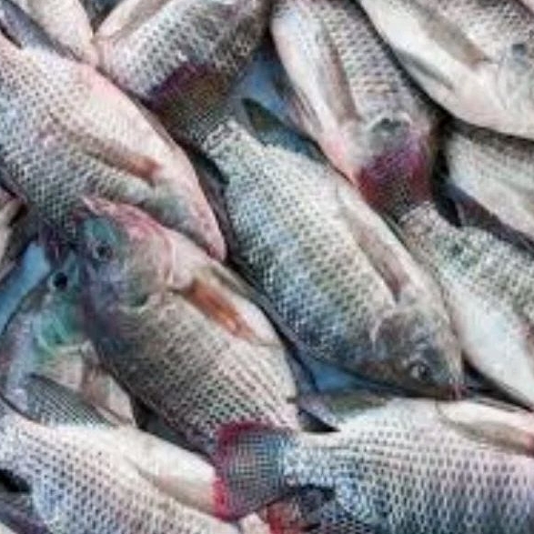 Jual Ikan nila hitam 500g | Shopee Indonesia