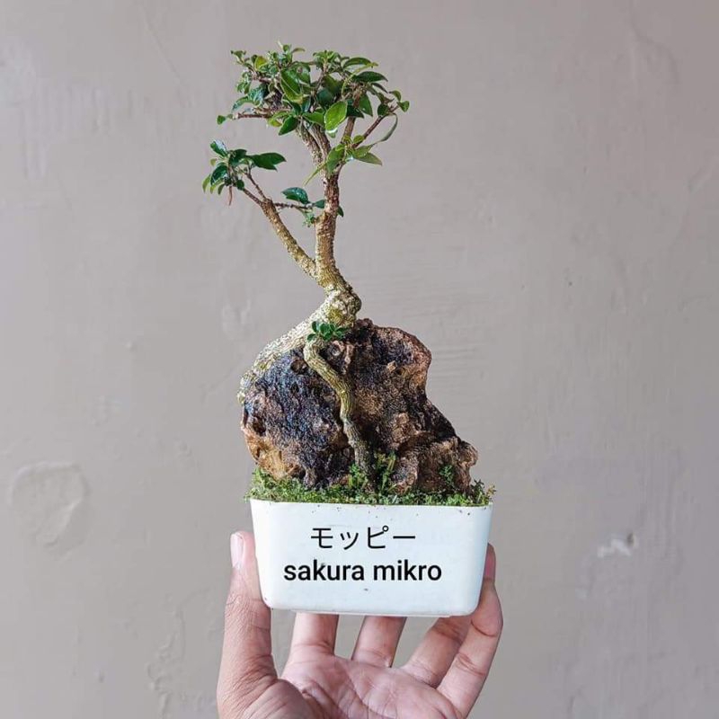 Jual BONSAI SAKURA MIKRO ONTHEROCK real pict | Shopee Indonesia