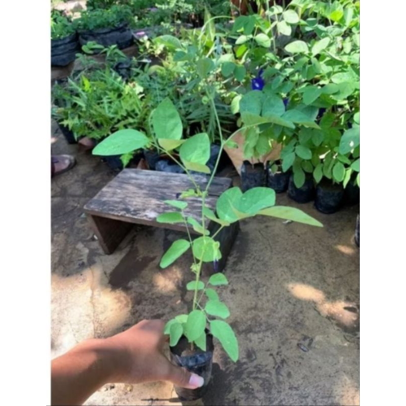 Jual BIBIT BUNGA TELANG SIAP TANAM | Shopee Indonesia