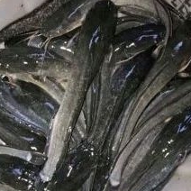 Jual lele 1kg | Shopee Indonesia