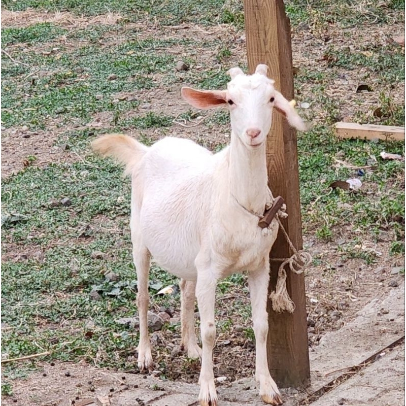 Jual Kambing Sapera/ Saanen Filial 1 (F1) Betina | Shopee Indonesia