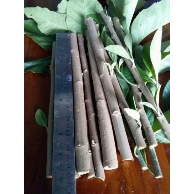 Jual Stek Bibit Sambung Nyawa 5 Batang | Shopee Indonesia