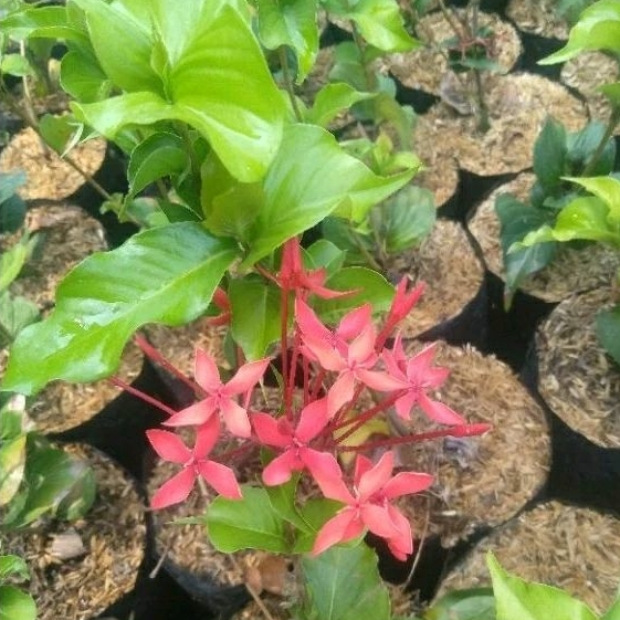 Jual bunga suko betet tanaman hias | Shopee Indonesia