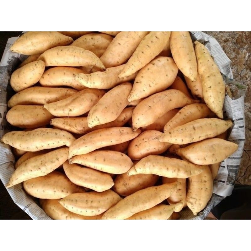Jual Ubi Putih 1 kg Super Fresh Langsung Dari Petani | Shopee Indonesia