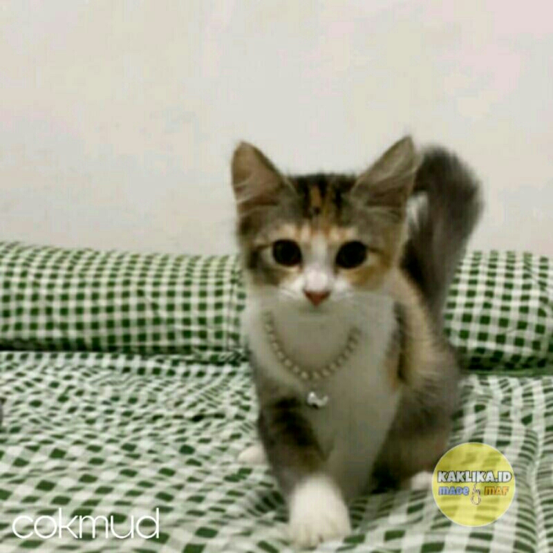 Jual Kalung Kucing warna coklat muda nama | Kalung Hewan Mutiara Nama ...